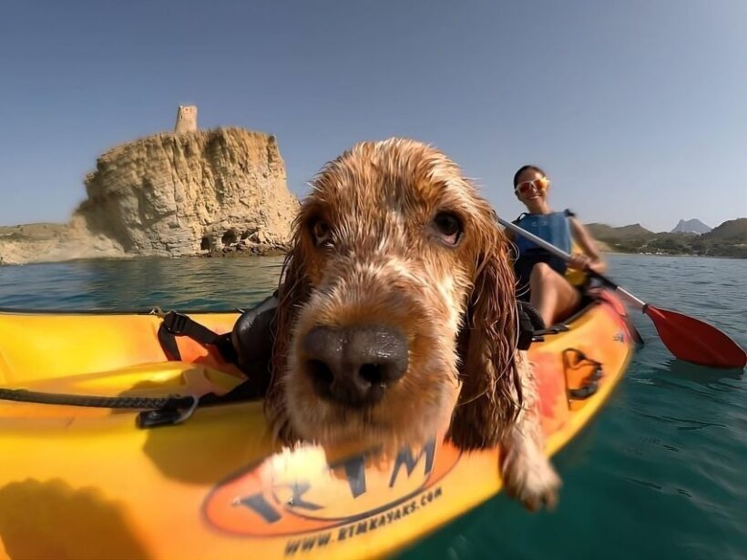 Villajoyosa: Kayaking with the man's best friend, your dog - The Scenic Highlights and Stops