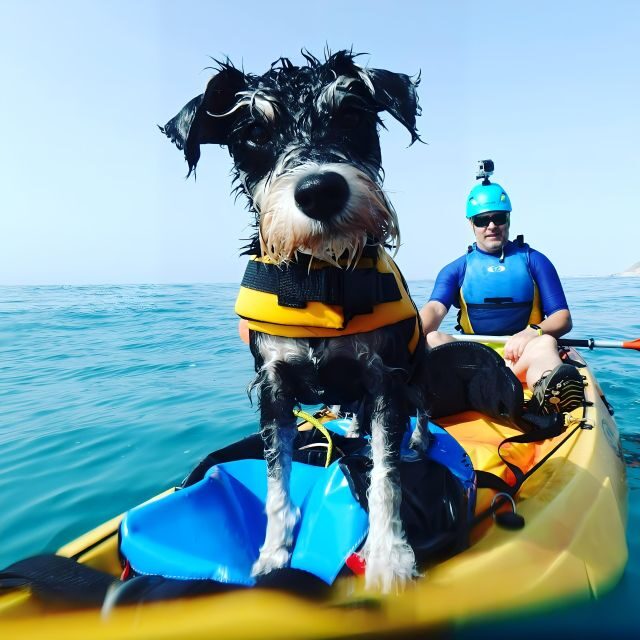 Villajoyosa: Kayaking with the man's best friend, your dog - Pricing and Value