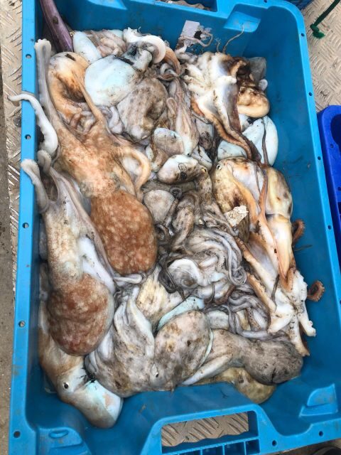 Villajoyosa: Seafood Route and Fish Auction. - What to Expect at Each Stop