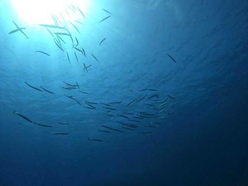 Villasimius: Snorkeling Tour in Capo Carbonara - Introduction: What to Expect from This Snorkeling Tour