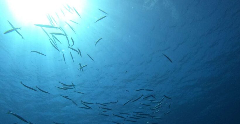 Villasimius: Snorkeling Tour in Capo Carbonara - Detailed Breakdown of the Itinerary