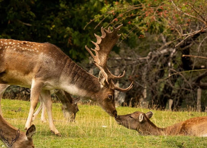 Villetta Barrea: Fallow Deer Park Guided Tour - Key Points