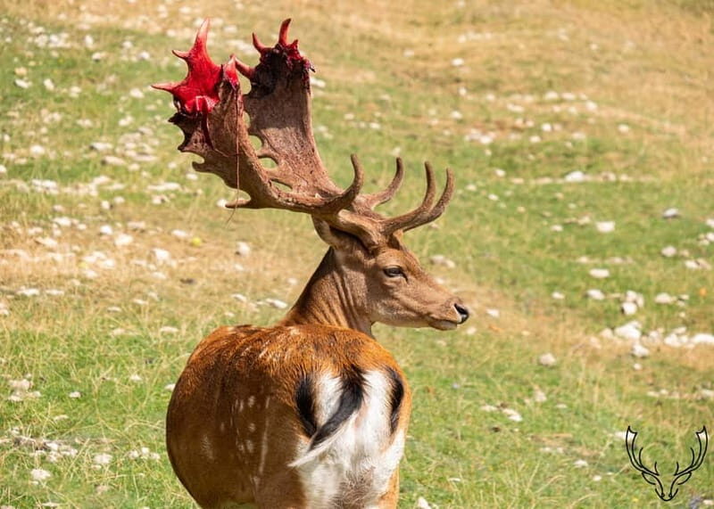 Villetta Barrea: Fallow Deer Park Guided Tour - An Authentic Nature Encounter in Abruzzo