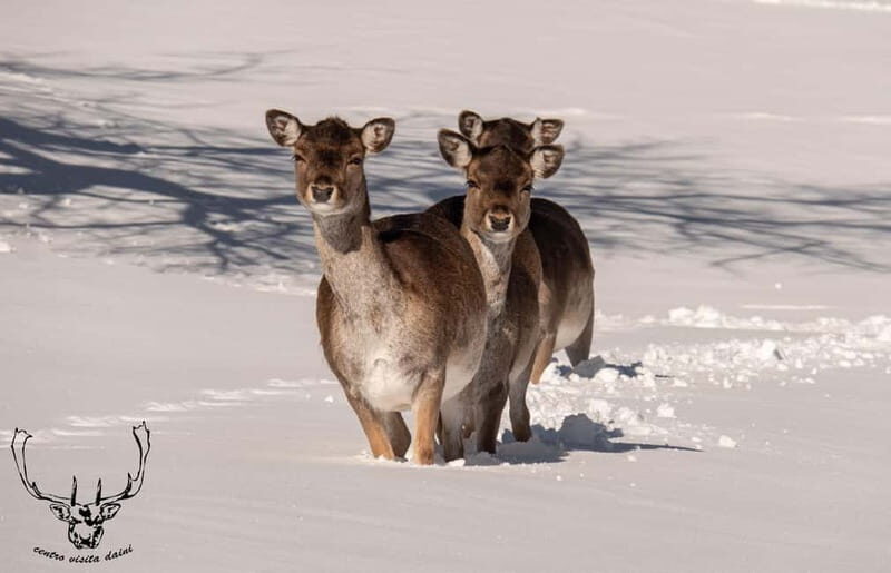 Villetta Barrea: Fallow Deer Park Guided Tour - The Scenery and Setting
