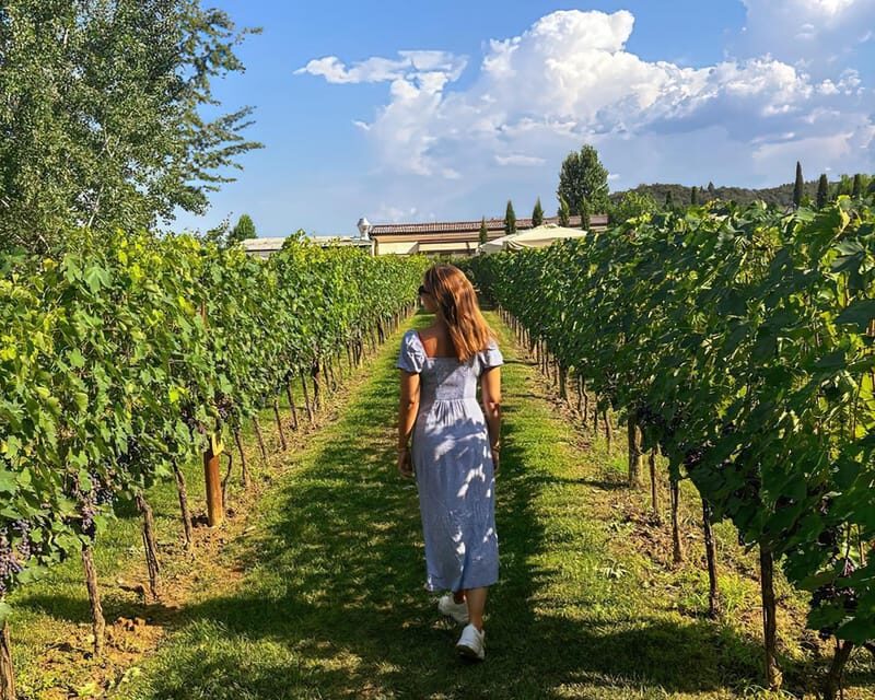 Vineyard Escape, Walk, Lunch and Wine Tasting - An In-Depth Look at the Vineyard Escape Tour