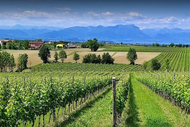 Vineyard Tour and Tasting of Lugana Wines - Key Points