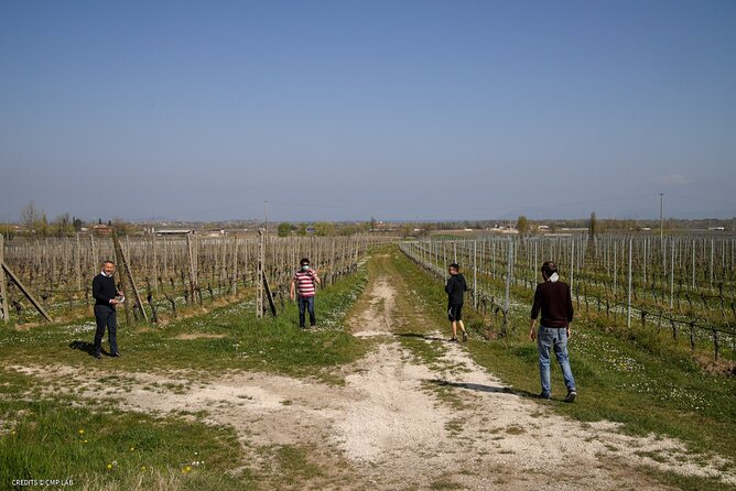 Vineyard Tour and Tasting of Lugana Wines - Who Will Love This Tour?