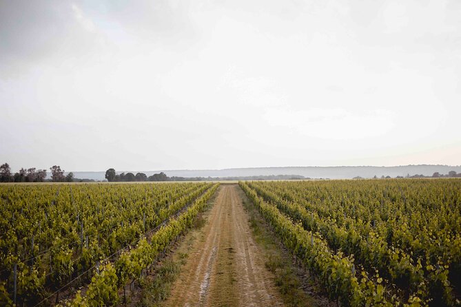 Vineyard tour and wine tasting in Davron - Key Points