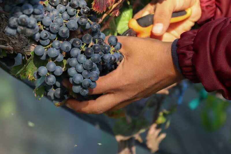 VINEYARD TOUR - Who should consider this tour?