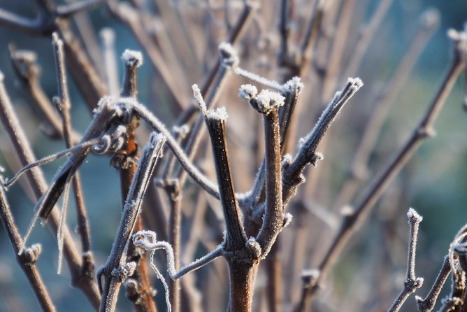 Vineyard tour & Tasting of all our lineup - FAQ: Practical Questions Answered
