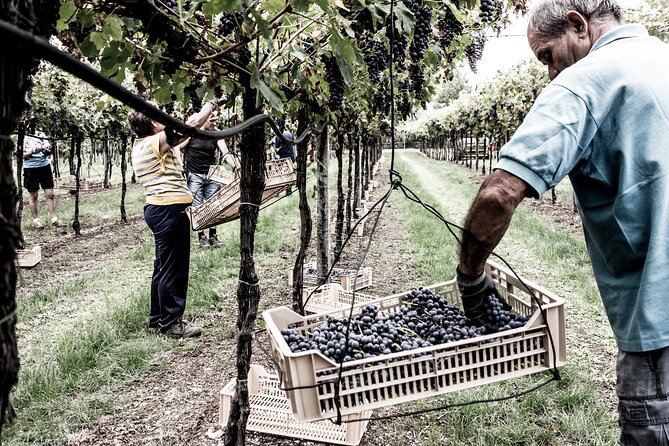 Vineyard Tour with Light Lunch in Valpolicella - FAQs