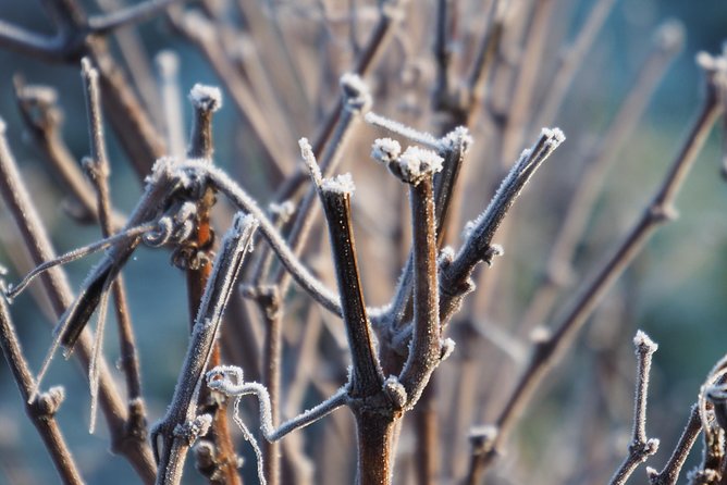 Vineyard Walking Tour & 5 Champagnes Tasting - Who Will Love This Experience?
