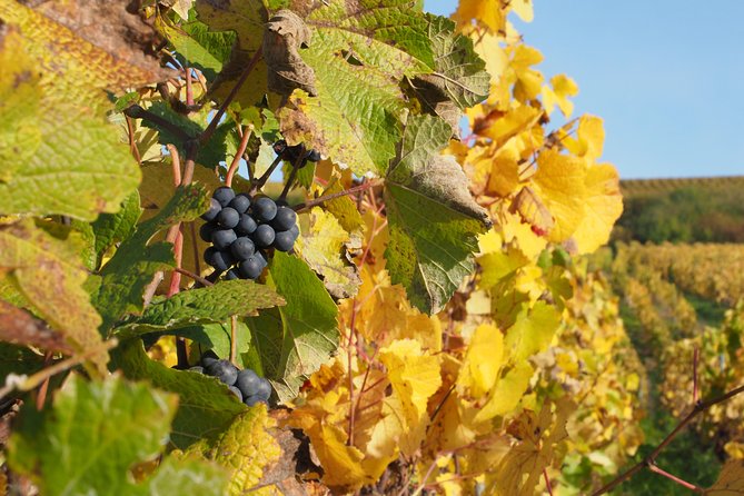 Vineyard Walking Tour & 5 Champagnes Tasting - The Sum Up