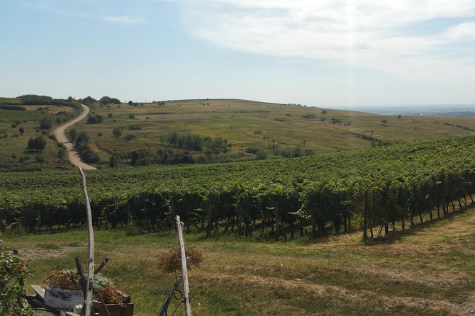 Vineyards and wine tasting experience - Exploring Romania’s Wine Country: A Deep Dive into the Tour