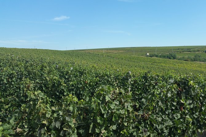 Vineyards and wine tasting experience - The Sum Up