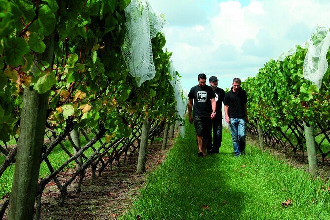 Vineyards Honey and Black Sand Beaches from Auckland - Potential Drawbacks