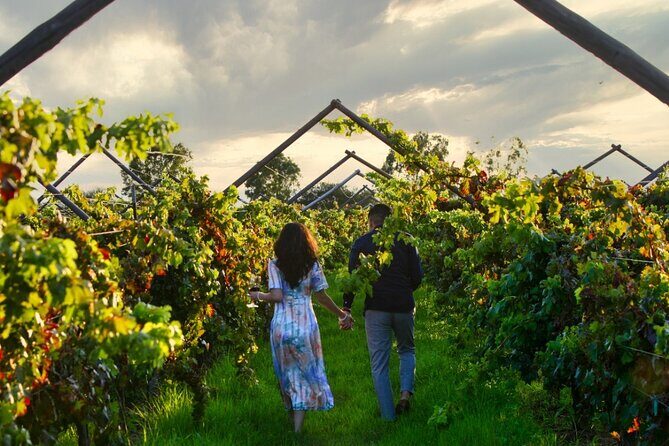 Vineyards, Wine Tasting and Pairing in San Miguel - Analyzing the Value