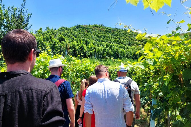 Vineyards, Wine Tasting & Scenic Lake Boat - From Durres/Tirana - Key Points
