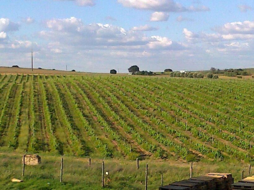 Vinha D'Ervideira Experience - Key Points