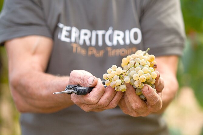 Vinho Verde Experience with 2 Wineries and Lunch - Authenticity and Value: What Travelers Say