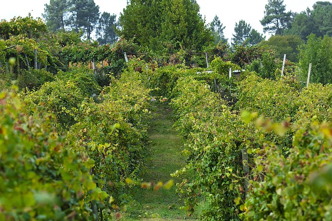 Vinho Verde Experience with 2 Wineries and Lunch - FAQ