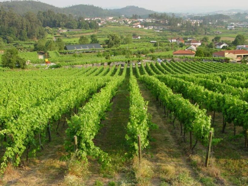 Vinho verde Private wine experience - Exploring the Vinho Verde Region with Style and Substance