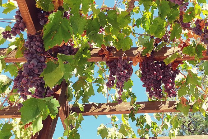Vino Venture: Explore With a Local - Troodos Mountains Thru Wine! - Booking and Cancellation Policies