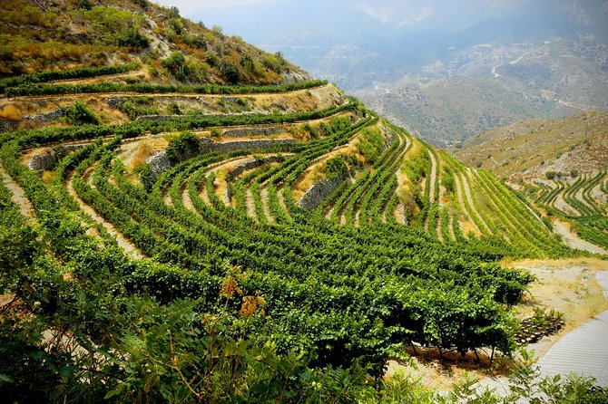 Vino Venture: Explore With a Local - Troodos Mountains Thru Wine! - Exploring Local Wines and Cuisine