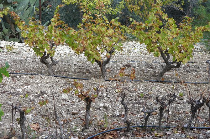 Vino Venture: Explore With a Local - Troodos Mountains Thru Wine! - Discovering Cypriot Culture and History