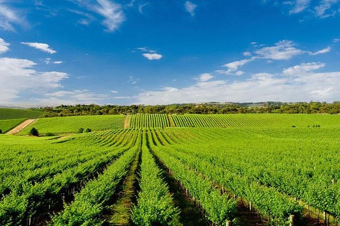 Vinyard Tour By Horse & Carriage With Delicious Tasting - Umbria - FAQ