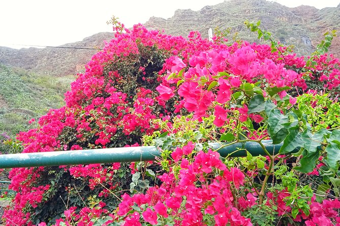 VIP experience in Magica Gomera - The Sum Up: A Well-Rounded Day on La Gomera