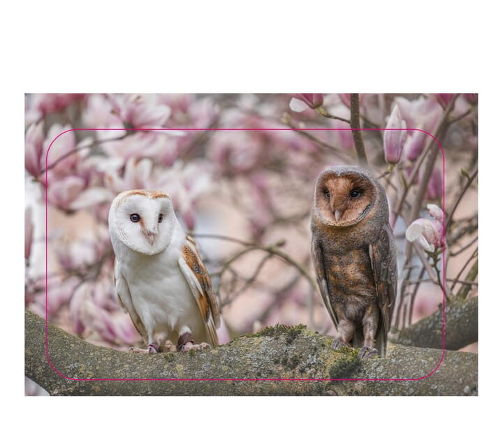 VIP falconry taster session - FAQ