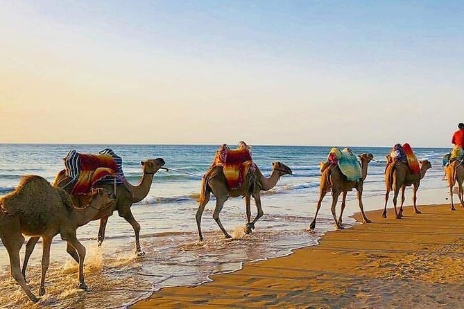 Vip Full Day Private Tangier Tour From Malaga All Inclusive - Final Thoughts