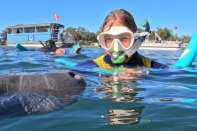 VIP Guided Swim with Manatee Tour Crystal River FL Free Photos - Introduction: A Unique Encounter with Nature in Crystal River