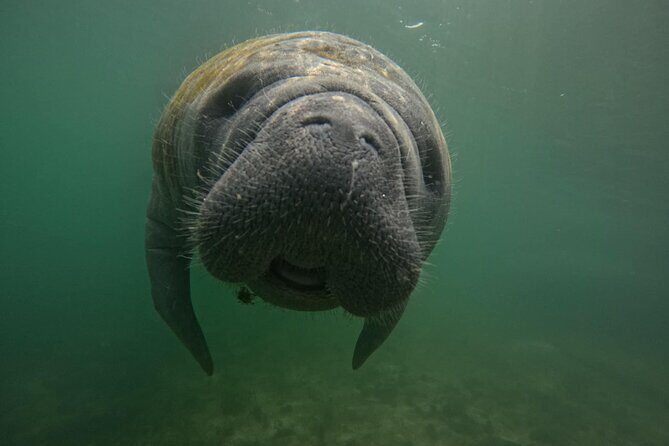 VIP Guided Swim with Manatee Tour Crystal River FL Free Photos - Discovering the Magic of Crystal River and Its Manatees