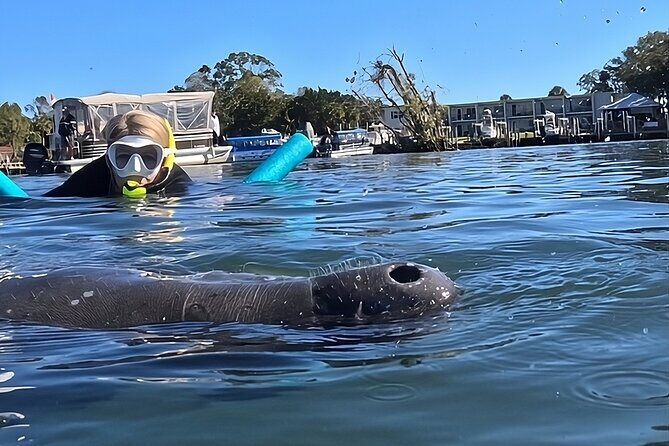 VIP Guided Swim with Manatee Tour Crystal River FL Free Photos - The Value of This Tour