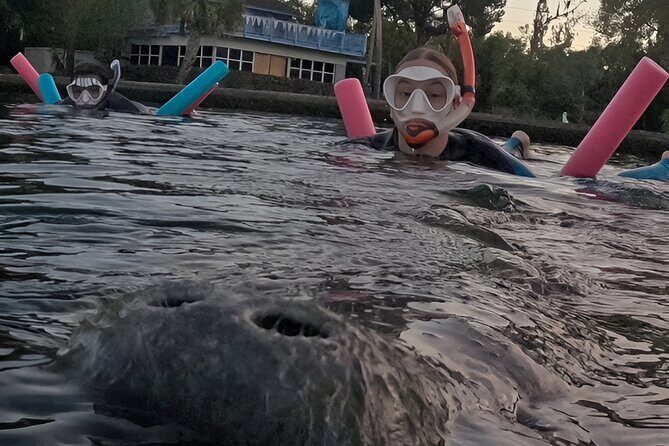 VIP Guided Swim with Manatee Tour Crystal River FL Free Photos - The Sum Up: Who Will Love This Tour?