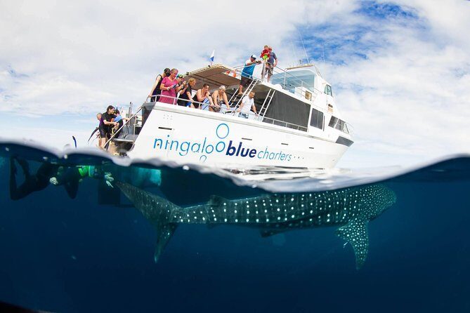 VIP luxury chartered escapes, exploring the reef at your own pace - Key Points