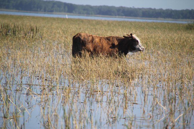 VIP Private Airboat Tour near Orlando - Authenticity and Review Highlights