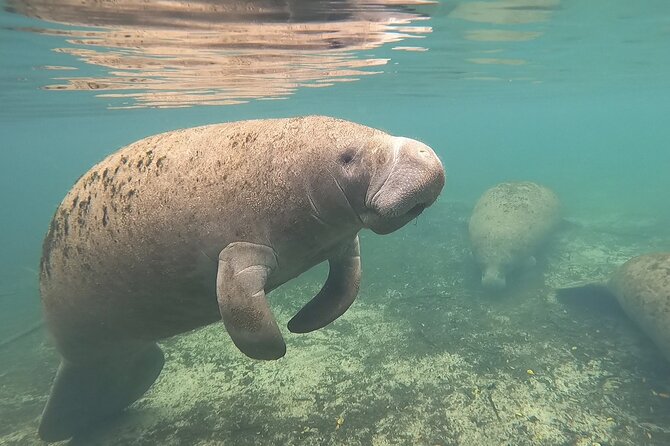 VIP Private Boat Manatee Snorkel Tour with In-Water Guide and Photograper - The Itinerary: What to Expect