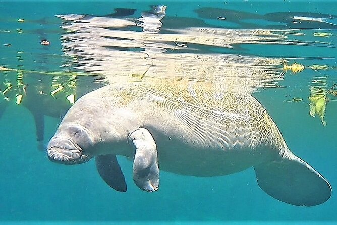 VIP Private Boat Manatee Snorkel Tour with In-Water Guide and Photograper - Who Will Love This Tour?