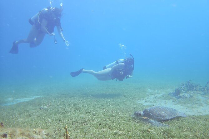 VIP Private Guided Scuba Diving/Snorkeling Excursion - The Value of a Private, Guided Experience