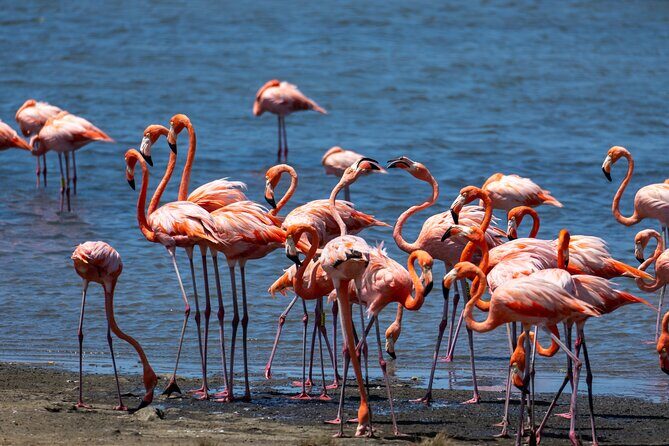 VIP Private Island & Snorkeling Tour  South Bonaire - Practical Details and Considerations