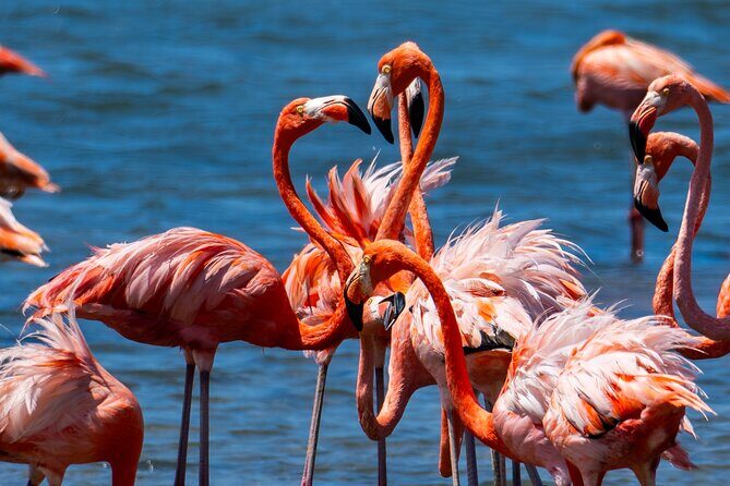 VIP Private Island & Snorkeling Tour  South Bonaire - Final Words