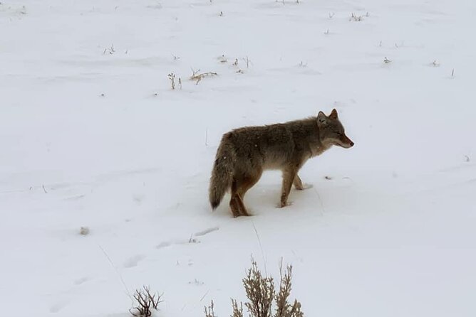 VIP Private North Yellowstone National Park Winter Excursion - Key Points