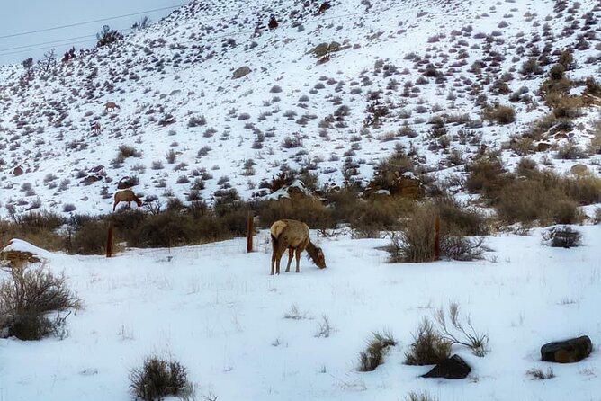 VIP Private North Yellowstone National Park Winter Excursion - In Closing