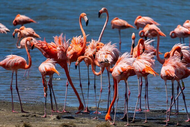 VIP Private South Island Tour - Authentic Experiences and Genuine Praise