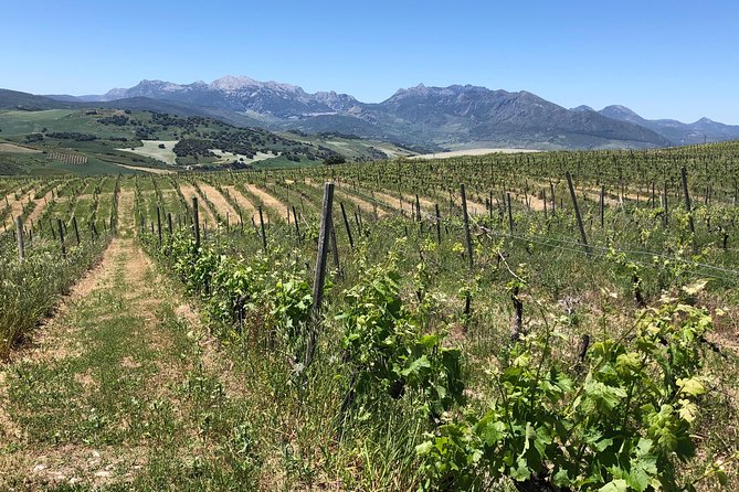 VIP Ronda Wine Tour and Tasting and Gourmet Lunch Experience with Winemaker - Authenticity, Value, and the Overall Experience