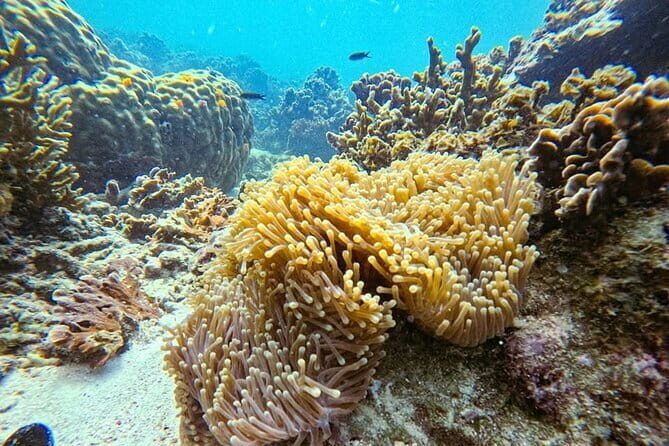 VIP Samui to Nangyuan and TAO adventures Island Tour - What’s Included and What’s Not
