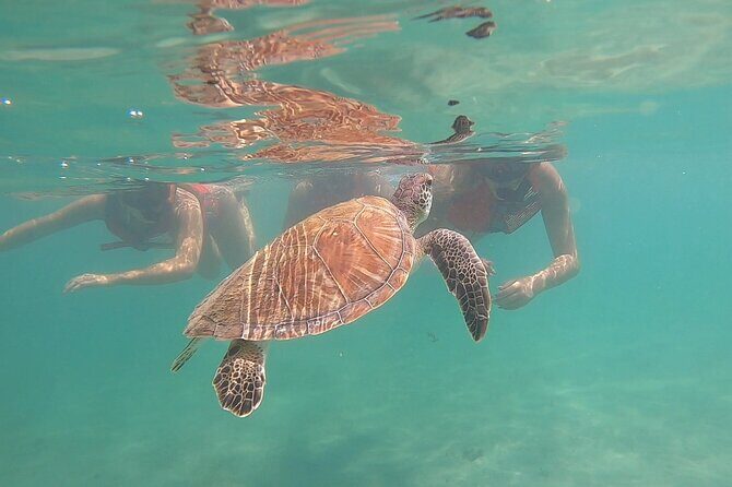 VIP San Juan: Snorkeling Tour with Turtles with Free Videos - What to Expect from the Tour